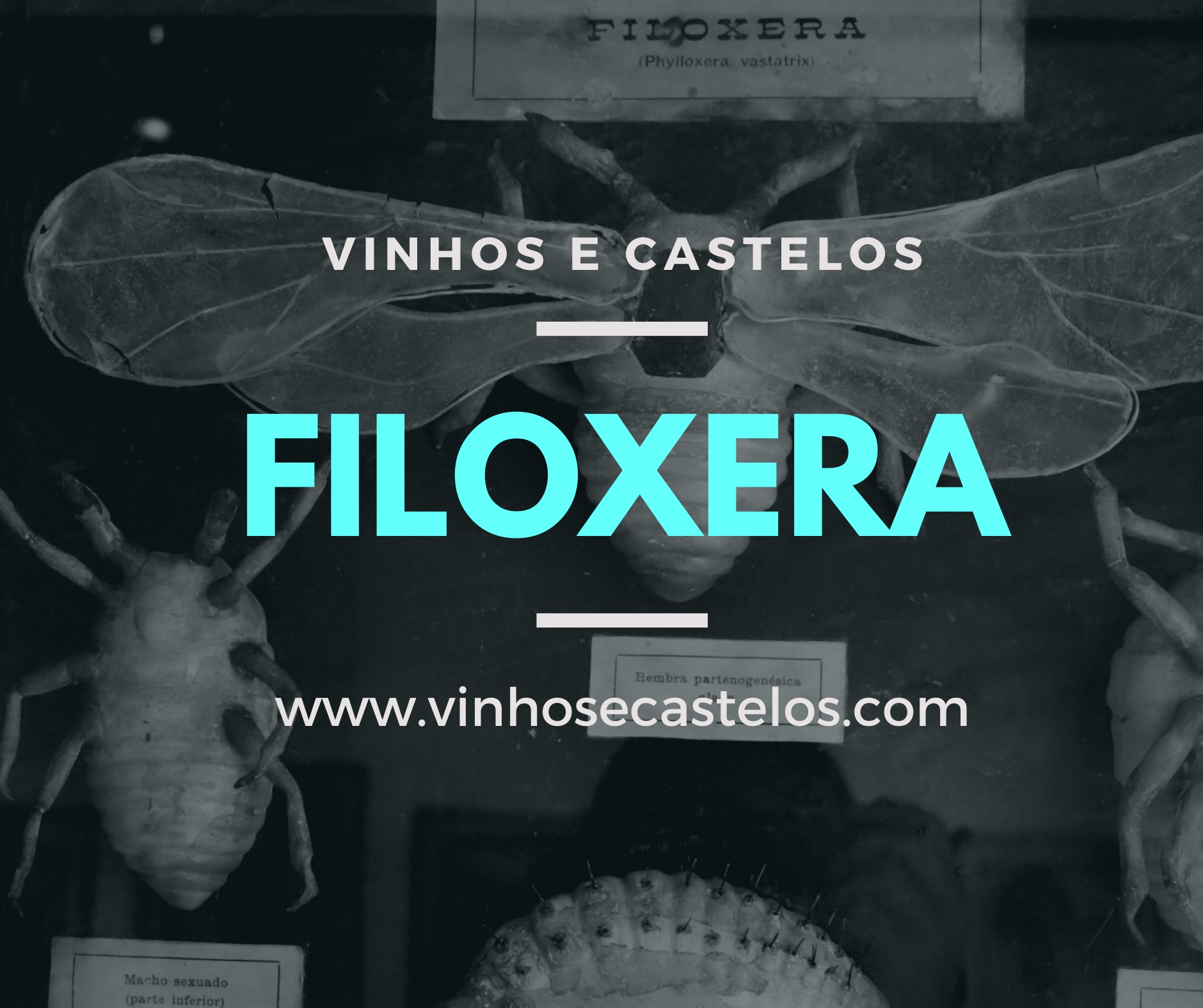 Sabe o que é Filoxera e qual sua relação com o vinho?