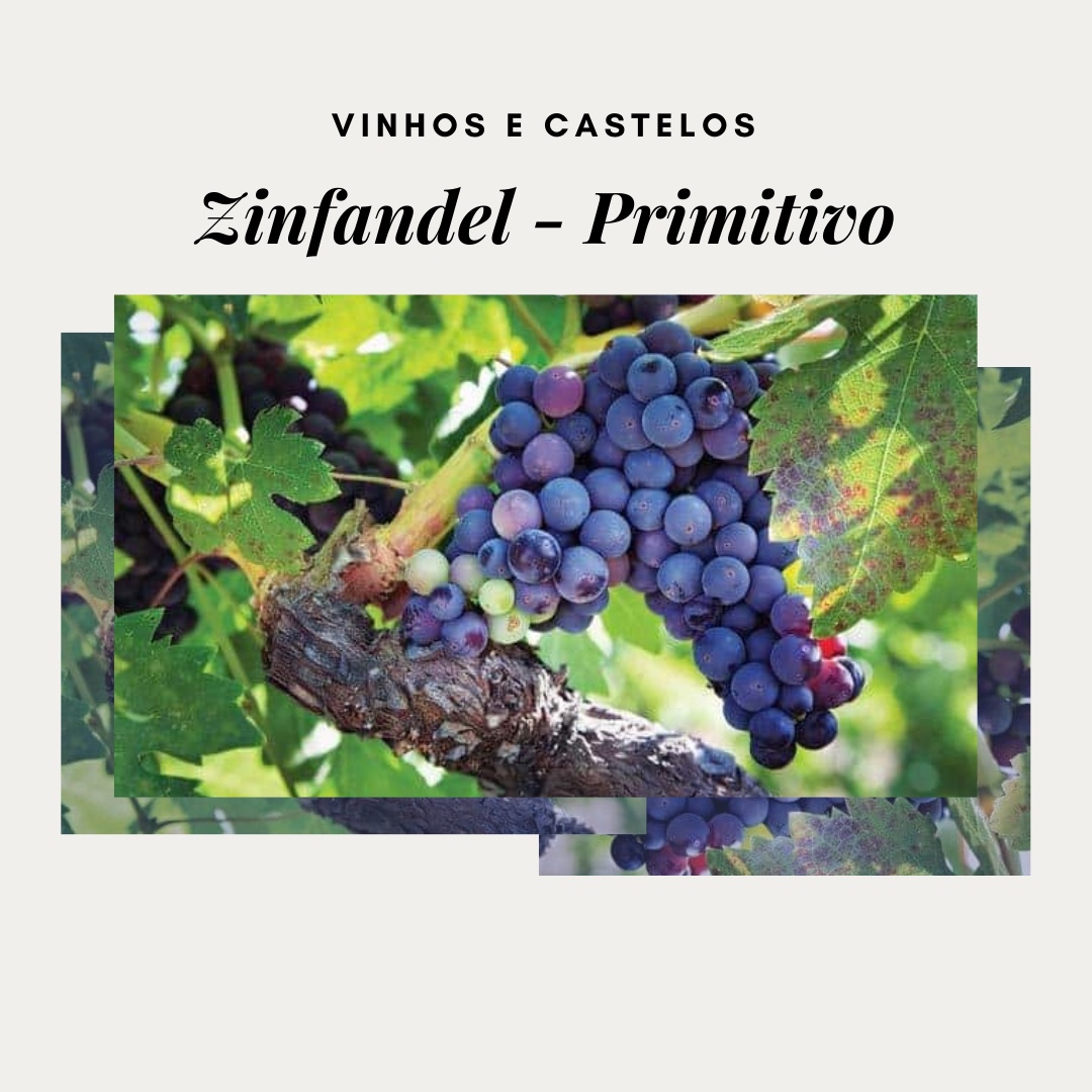 Variedade de uva Zinfandel (Primitivo)